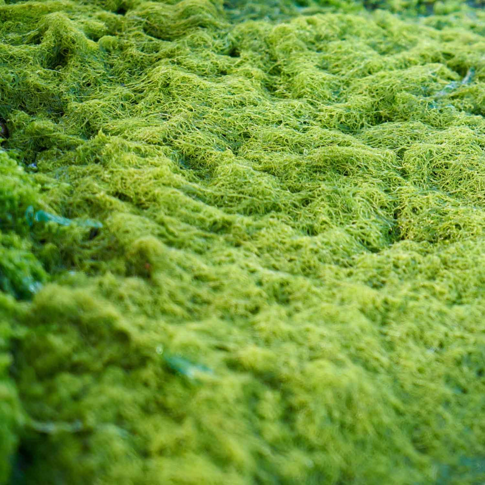 Chlorella Tablets, Organic - 200 Tablets - KIKI Health – KIKI Health