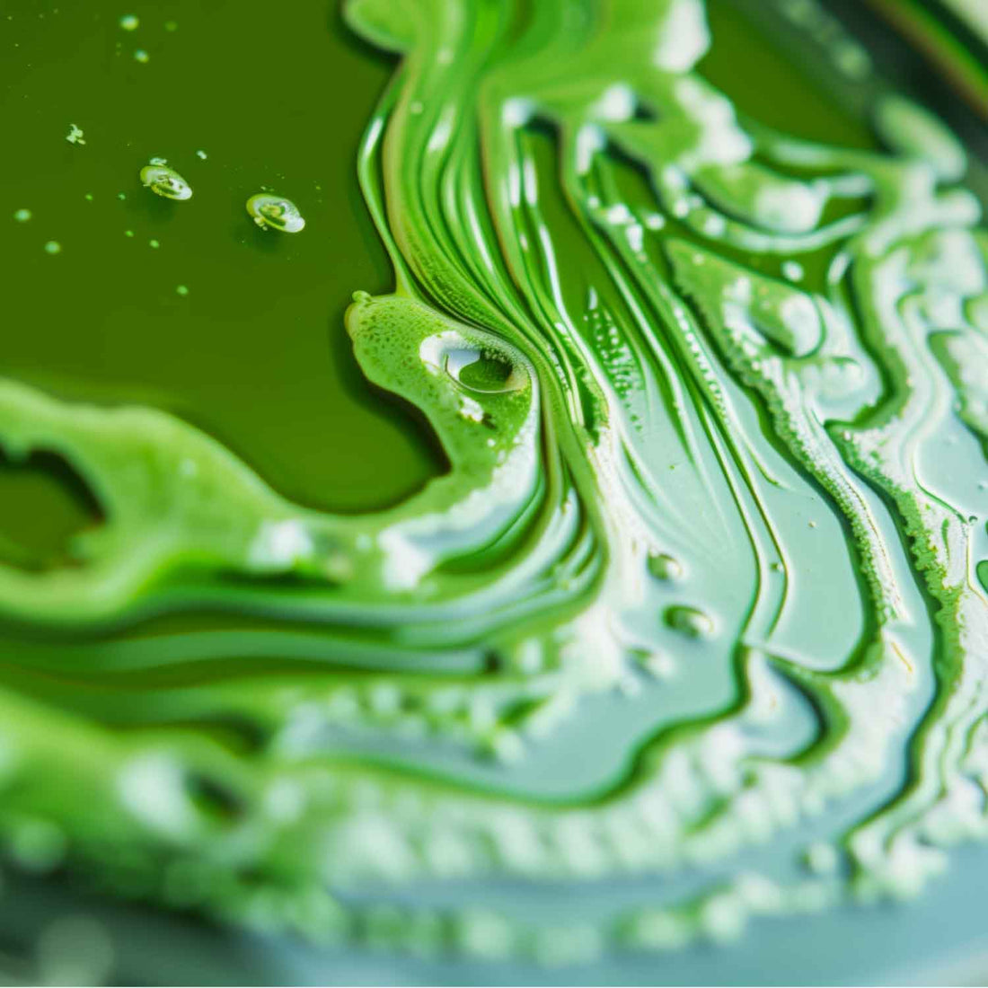 Spirulina Tablets, Organic - 200 Tablets - KIKI Health – KIKI Health